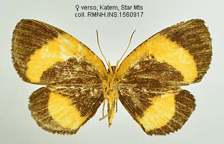 Papua Insects Foundation (Lepidoptera/Callidulidae/Callidula evander)